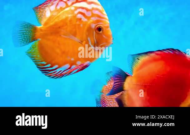 4K Pompadour This clip features brightly colored discus fish swimming ...
