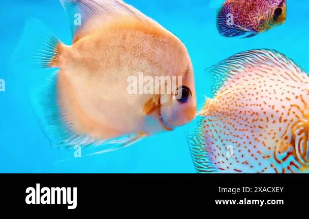 4K Pompadour This clip features brightly colored discus fish swimming ...