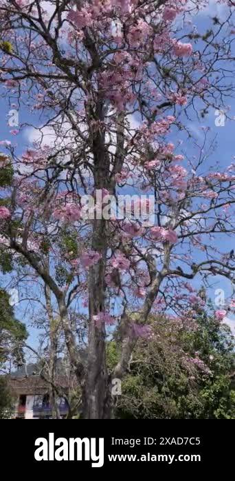 Purple tabebuia Stock Videos & Footage - HD and 4K Video Clips - Alamy