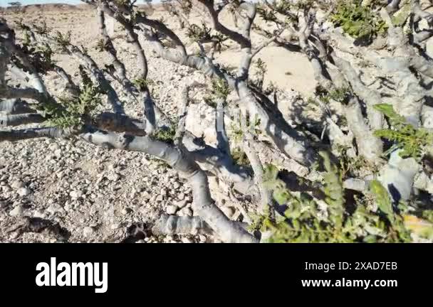 Top-down perspective unveils the intricate details of Frankincense Tree ...