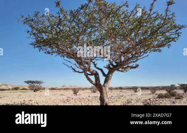 A big Frankincense Tree in Wadi Dawkah Natural Park in Oman is renowned ...