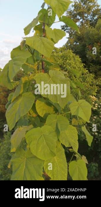 Paulownia Tomentosa (Foxglove Tree) tree. Vertical video. paulownia ...