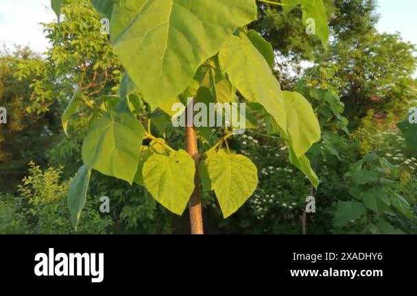 Paulownia Tomentosa (Foxglove Tree) tree. paulownia plant leaves ...