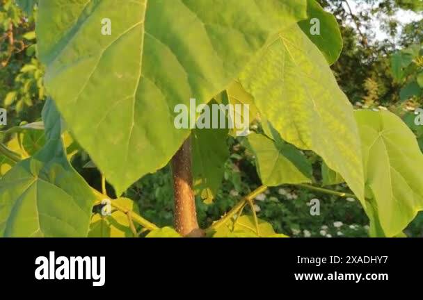 Paulownia Tomentosa (Foxglove Tree) tree. paulownia plant leaves ...
