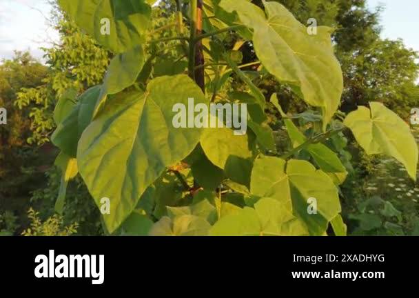 Paulownia Tomentosa (Foxglove Tree) tree. paulownia plant leaves ...