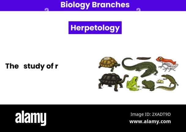 Study of herpetology Stock Videos & Footage - HD and 4K Video Clips - Alamy