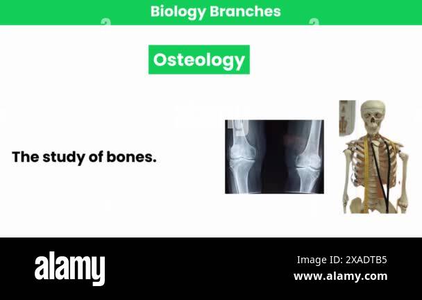 Osteology study Stock Videos & Footage - HD and 4K Video Clips - Alamy