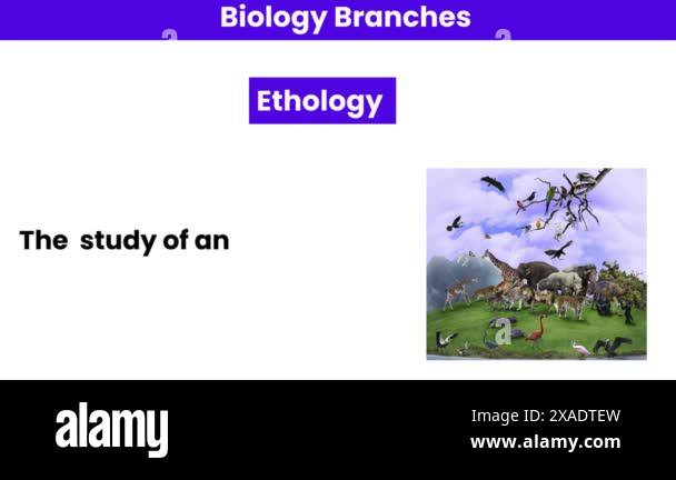 Ethology Stock Videos & Footage - HD and 4K Video Clips - Alamy