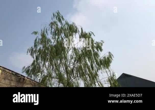 Salix babylonica (Babylon willow or weeping willow; Chinese; pinyin ...