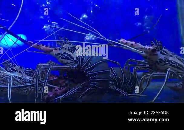 Bamboo lobster Stock Videos & Footage - HD and 4K Video Clips - Alamy