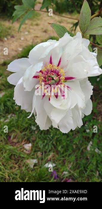Tree peony flower. Large beautiful white tree peony flower. Flower with ...