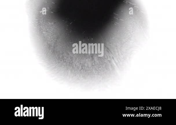 ink transition on white screen, drop texture, ink transition splatter ...