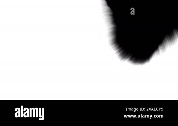 Black ink artistic flow splatter spots spills white paper beautiful ...