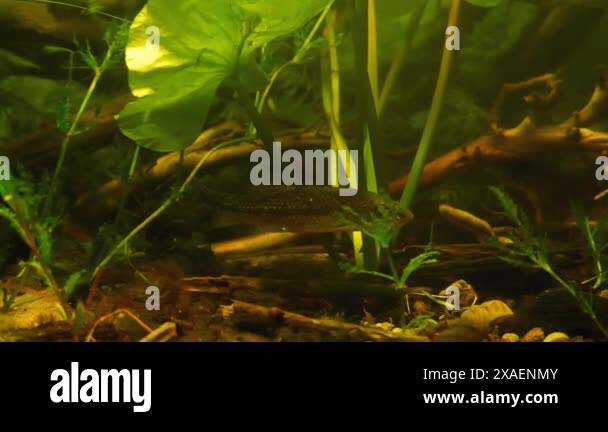 Naiad water nymph Stock Videos & Footage - HD and 4K Video Clips - Alamy