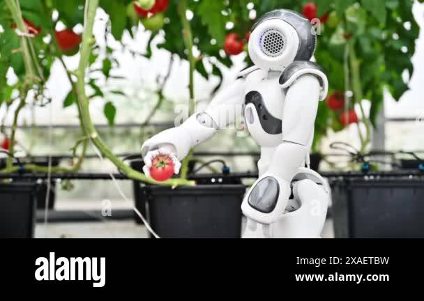 Humanoid robot grabbing and letting go of a tomato in a greenhouse farm ...