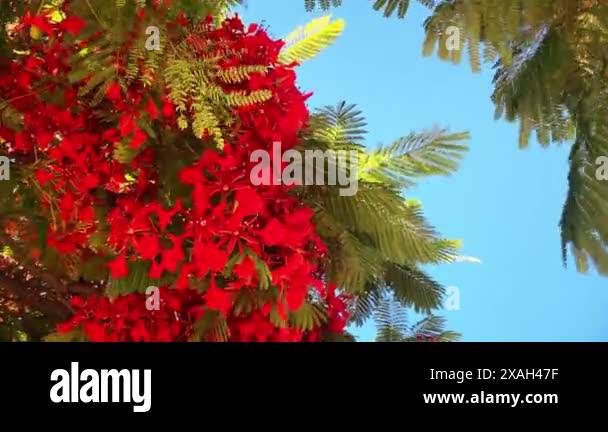Arvore Gulmohar