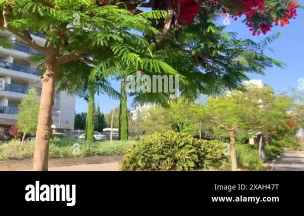 Flamboyant arvore tree. Royal gulmohar in bloom. Delonix regia flower ...