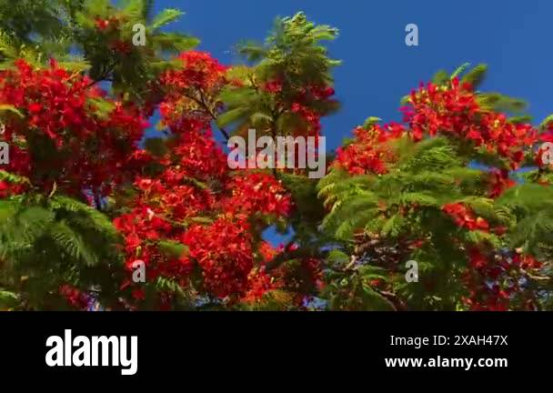 Flamboyant arvore tree. Royal gulmohar in bloom. Delonix regia flower ...