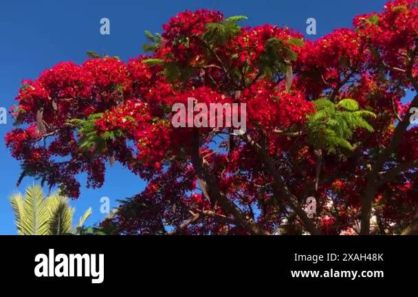 Flamboyant arvore tree. Royal gulmohar in bloom. Delonix regia flower ...