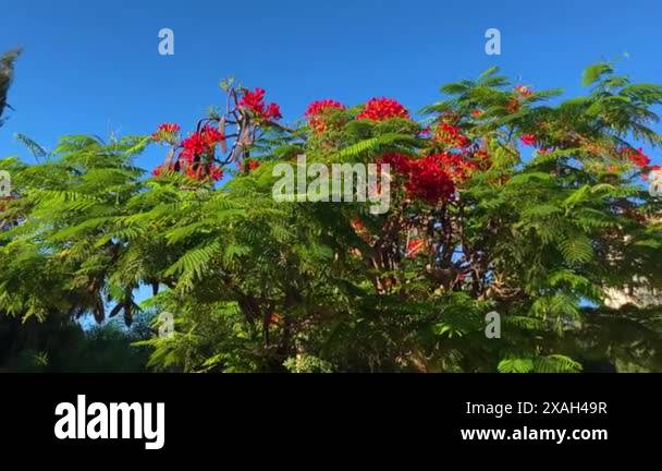 Flamboyant arvore tree. Royal gulmohar in bloom. Delonix regia flower ...