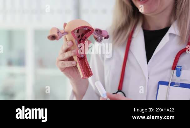 Female gynecologist demonstrates model of female reproductive system ...