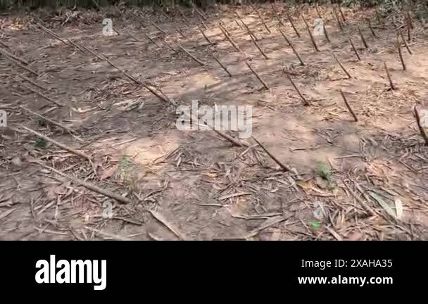 Vietnam war trap Stock Videos & Footage - HD and 4K Video Clips - Alamy