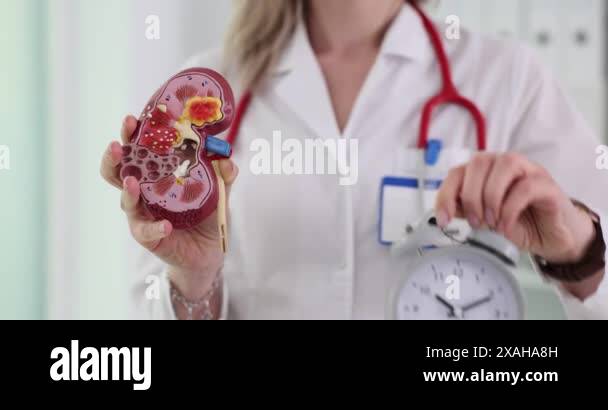 Doctor holding kidney anatomy and alarm clock. Pyelonephritis ...