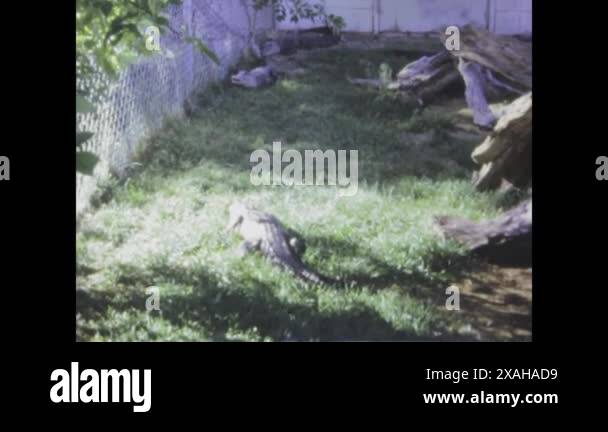 Grand Canyon, United States may 1974: Vintage footage of alligators at ...