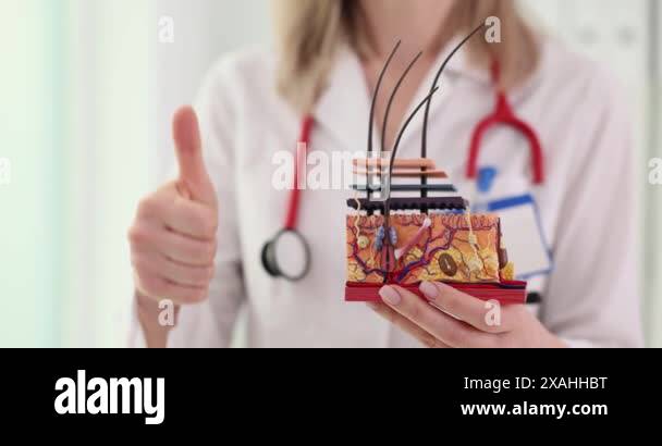 Female doctor holds plastic model of skin structure and thumbs up ...