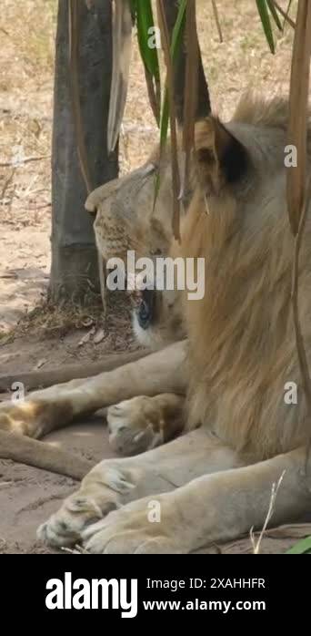 Male white lion. The white lions are a colour mutation of the Transvaal ...