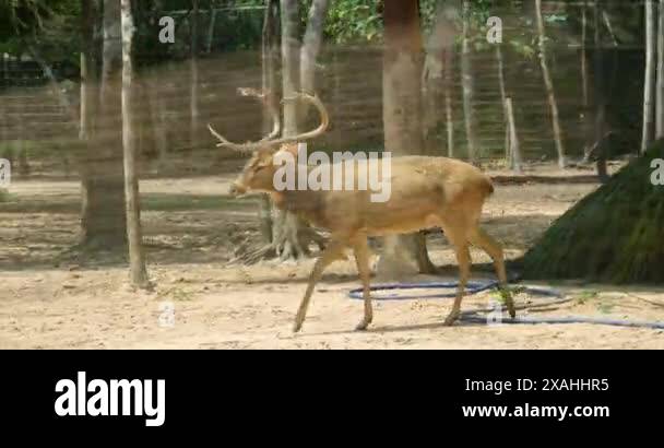 Milo tree Stock Videos & Footage - HD and 4K Video Clips - Alamy