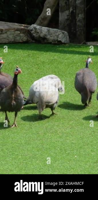 Farm animals. Helmeted guinea fowls feeding on seeds and grass and ...