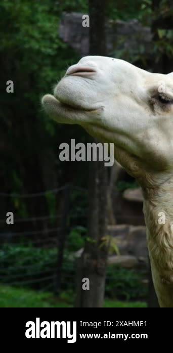 Camel island Stock Videos & Footage - HD and 4K Video Clips - Alamy