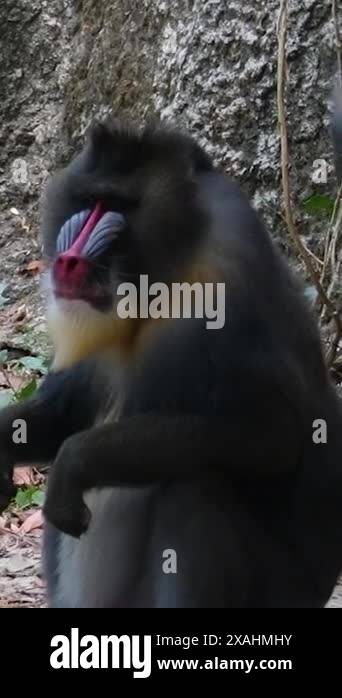 Mandrill coloring of mandrills is one of brightest and most colorful ...