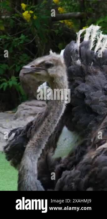 Large flightless birds of africa Stock Videos & Footage - HD and 4K ...