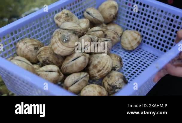 bivalve mollusks Bivalves, or Plate-gilled Bivalvia Bivalva ...