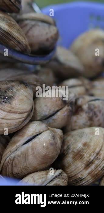bivalve mollusks Bivalves, or Plate-gilled Bivalvia Bivalva ...