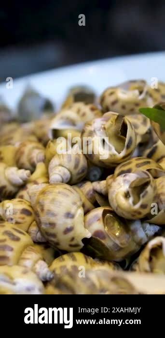 Spotted babylon, or Babylonia areolata, is a sea snail with a ...