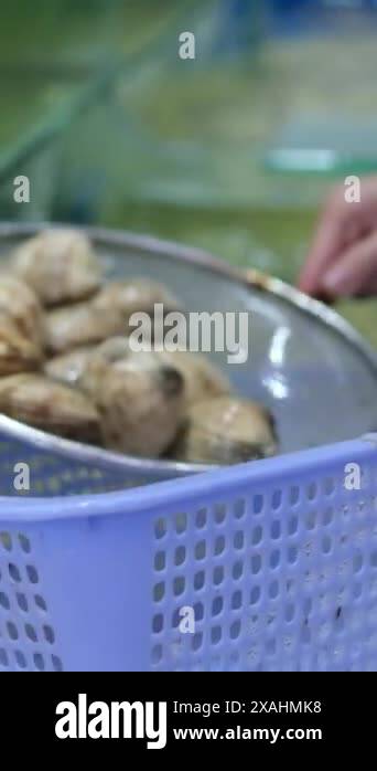 bivalve mollusks Bivalves, or Plate-gilled Bivalvia Bivalva ...