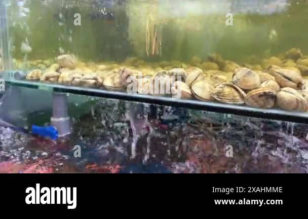 shells with mollusks in a large glass aquarium sell seafood in Vietnam ...