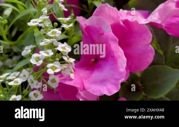 Alice flowers Stock Videos & Footage - HD and 4K Video Clips - Alamy