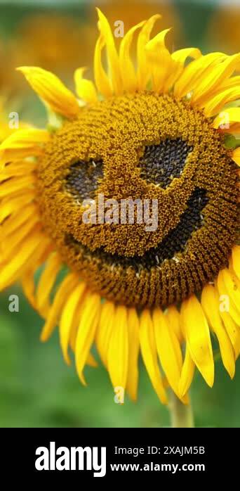 Funny face made from a seed flower with fading petals. Close up ...