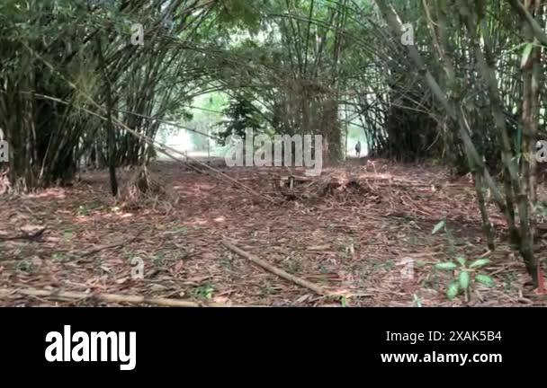 Forest forage Stock Videos & Footage - HD and 4K Video Clips - Alamy