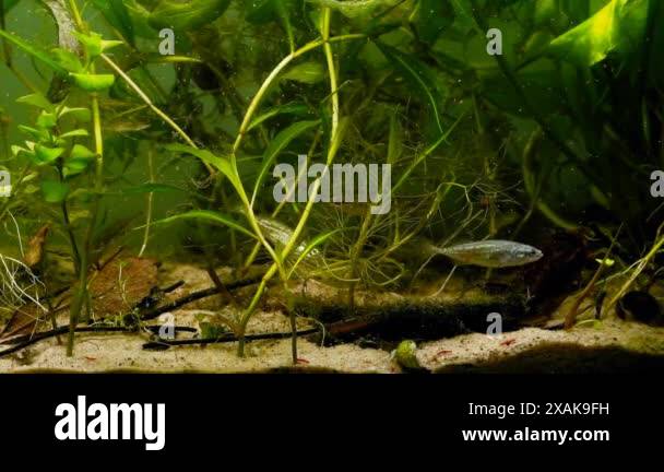 ninespine stickleback shoal eat frozen cyclops food, captive wild fish ...