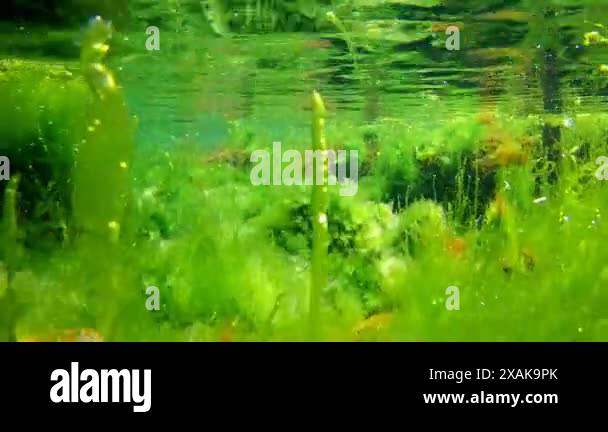 marine green algae grow, air bubble in oxygen rich saltwater, water ...
