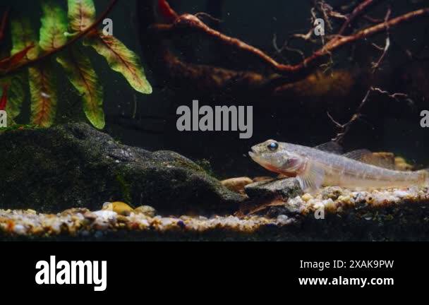 juvenile monkey goby swim to front glass on gravel stone sandbed, wild ...