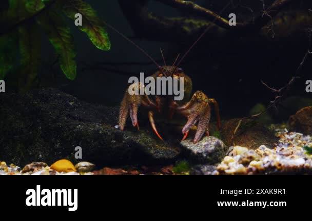 narrow-clawed crayfish female hide under driftwood branch, wild caught ...