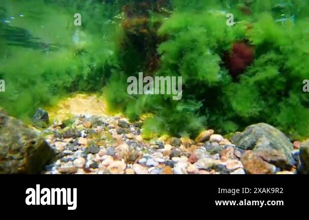 breaking wave splash make air bubble, torn algal mess, oxygen rich ...