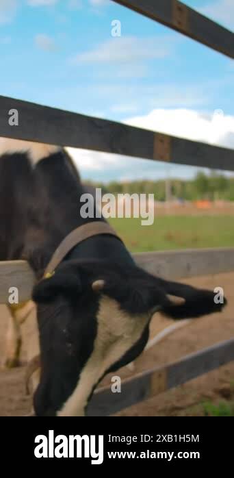 Cow behind wooden barrier Stock Videos & Footage - HD and 4K Video ...