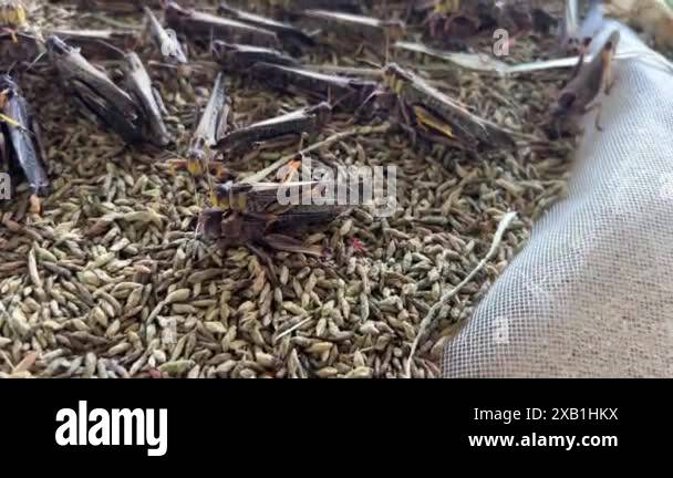 Grasshopper farm Stock Videos & Footage - HD and 4K Video Clips - Alamy